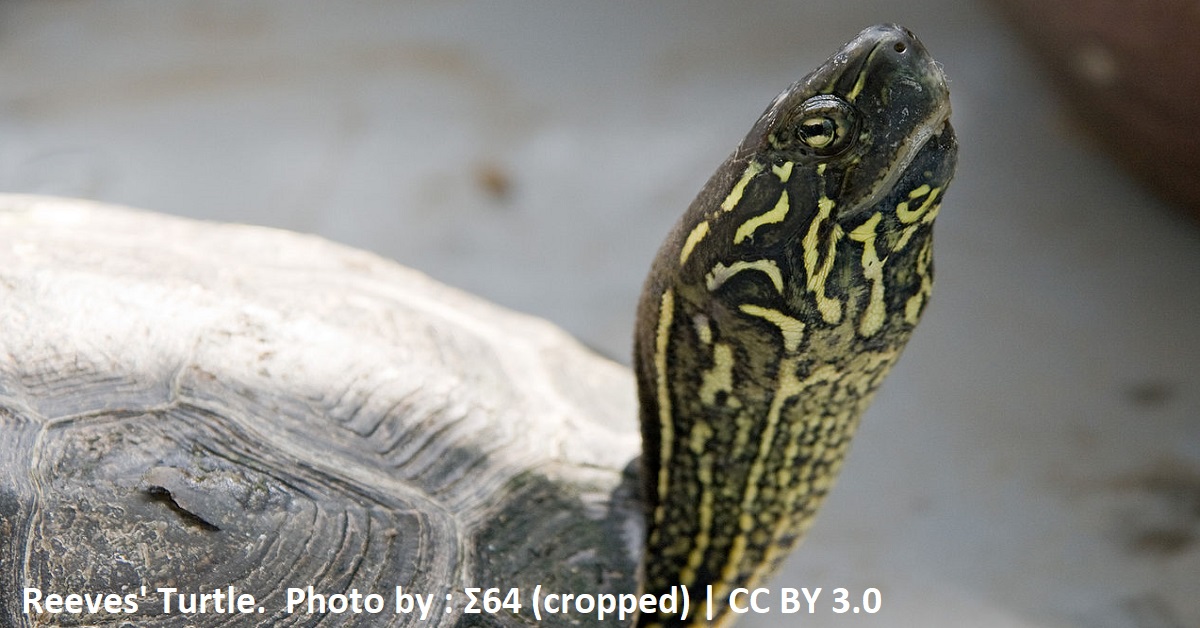 Reeves' Turtle Care Resources