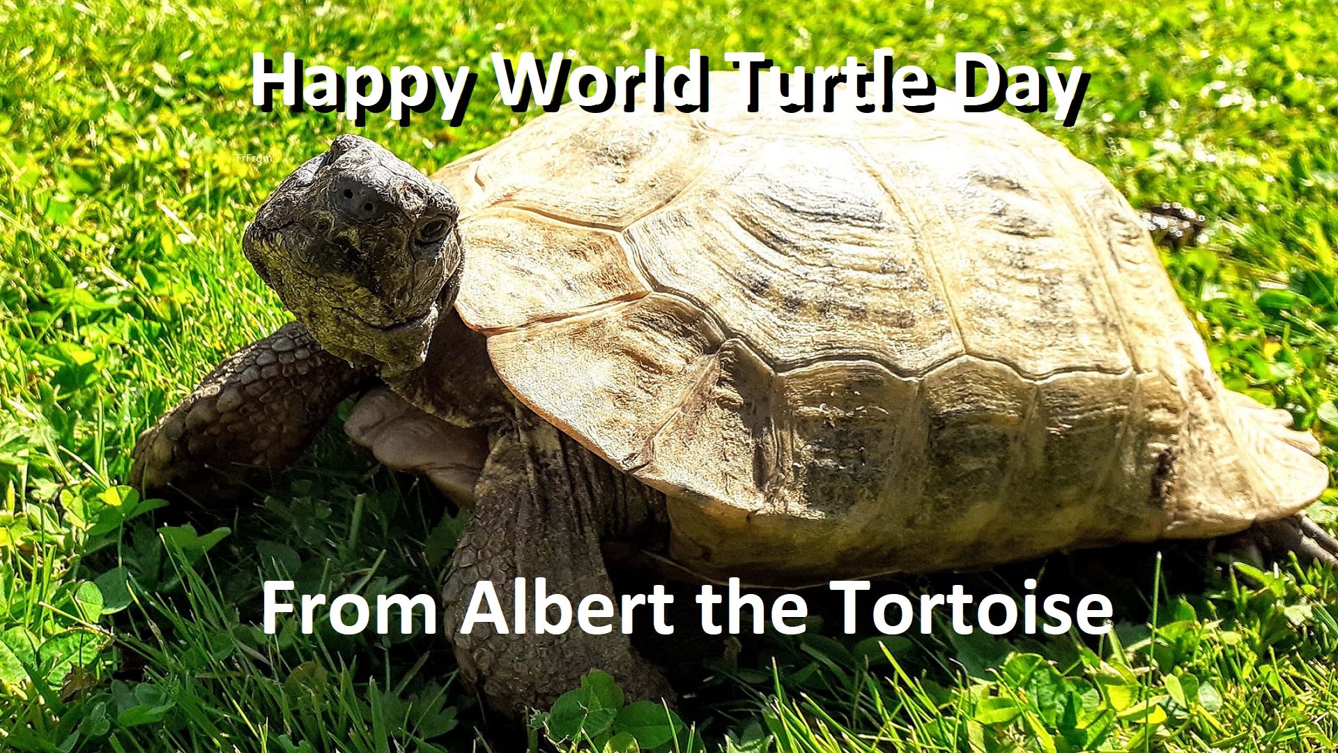 World Turtle Day with Albert the Tortoise!